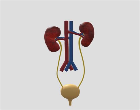 💭 Excretory System・ Stl File For 3d Printing・cults