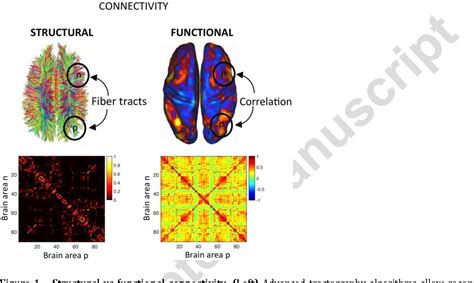 Figure 1 From Functional Connectivity Dynamically Evolves On Multiple Time Scales Over A Static