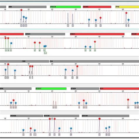 Electropherogram Of Y Str Profiling Of Female Male Mixture Obtained Download Scientific Diagram