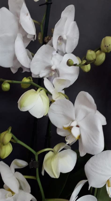 Квіти для тебе Кімнатні та декоративні рослини Facebook