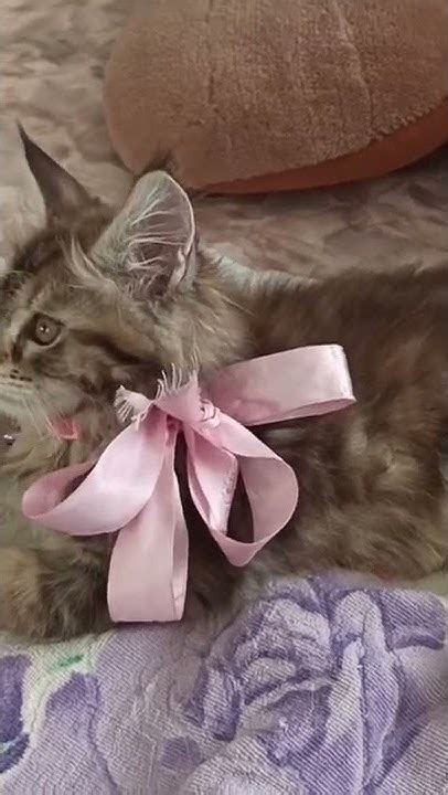 Малышка Нюша топ100 тренды Cat киса Cas крутоевидео крутаякиса крутаянюша Youtube