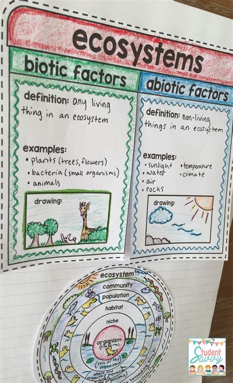 Ecosystems Interactive Notebook Worksheets Food Chain Producers And