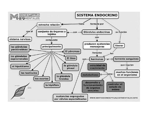 Mappa Mentale Del Sistema Endocrino