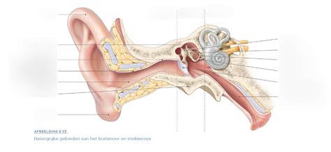Diagram Anatomie Van Het Oor Quizlet
