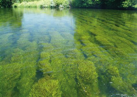 Macrophyte Alchetron The Free Social Encyclopedia