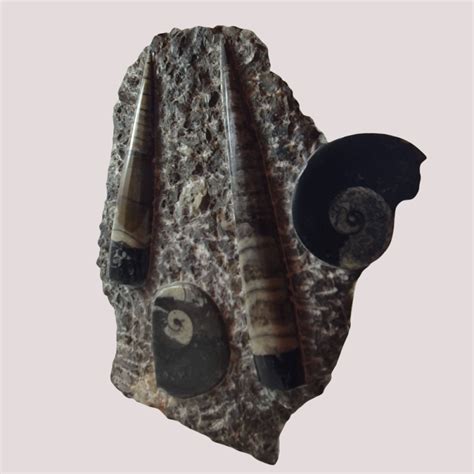 Moroccan Mixed Orthoceras Ammonite Fossil Plate Selenite And Fossils