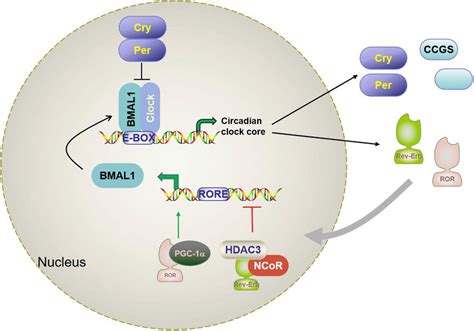 Frontiers Exploring The Interplay Between Circadian Rhythms And Prostate Cancer Insights Into