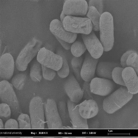 Pdf Characterization Of Bacteriocin Produced From Isolated Strain Of Bacillus Sp