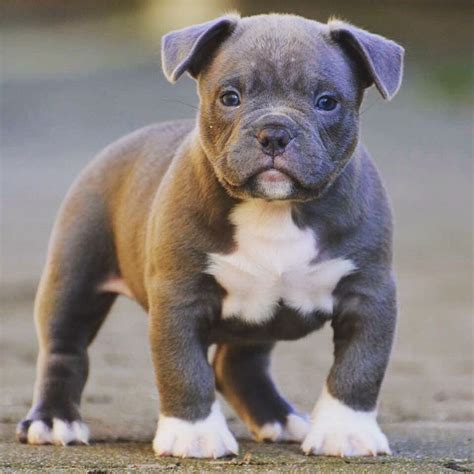 Instagram Photo By American Bully • Apr 22 2016 At 9 12pm Utc Bully