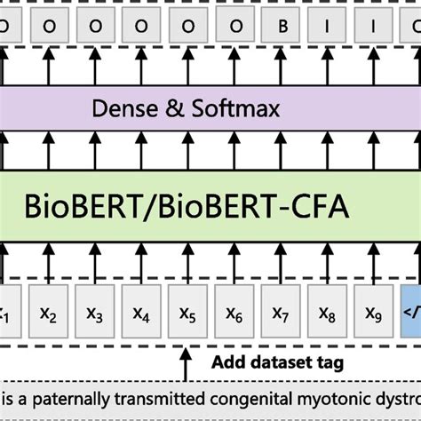 The Architecture Of The Proposed Multi Task Learning Model For Bioner