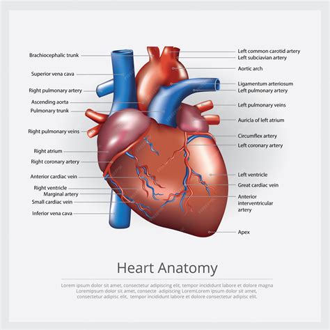 Anatomía Del Corazón Humano Ilustración Vectorial Vector Premium