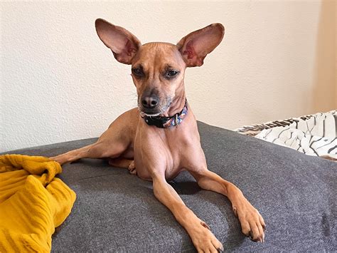 Popular Chihuahua Mixed Breeds