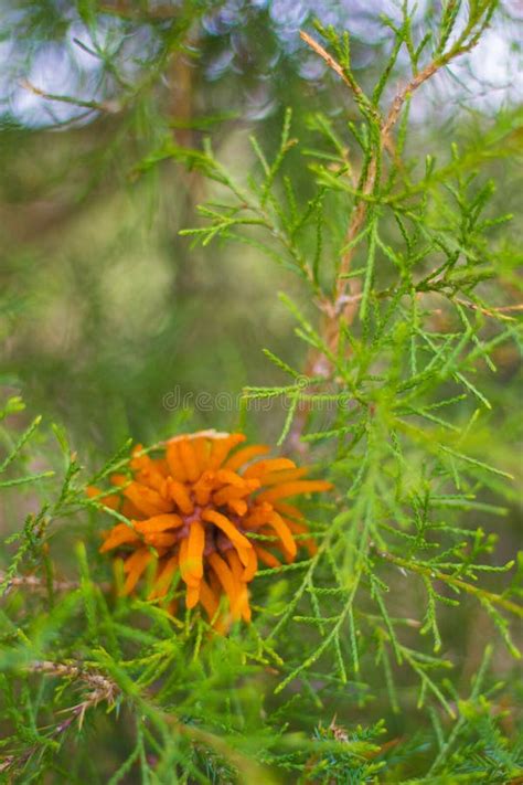 Cedar Apple Rust Fungus Stock Image Image Of Cedar Branches 21499337