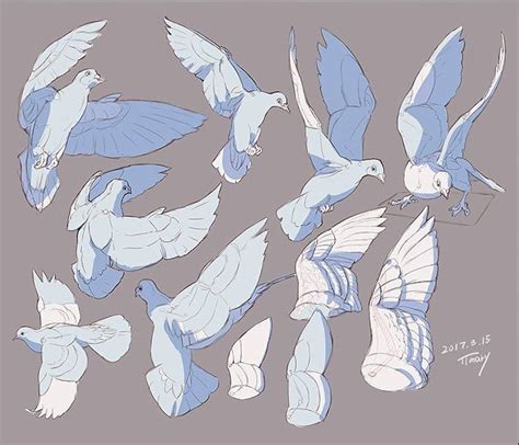 Pin By L666w On Ali Bird Drawings Wings Drawing Art Reference