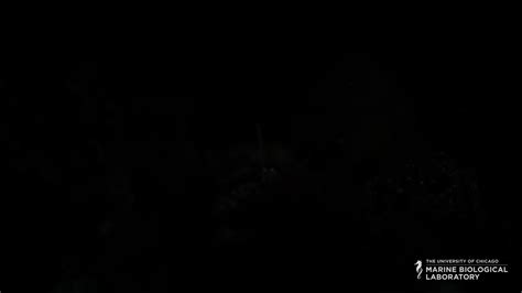 Marine Biological Laboratory On Linkedin Did You Know 🤔 Sometimes