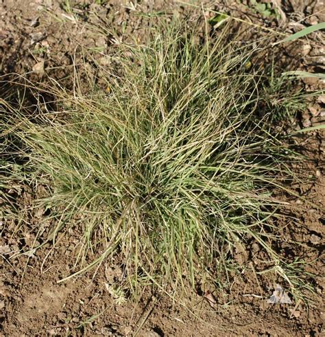 Best Base For Buffalo Grass At Joseph Russo Blog