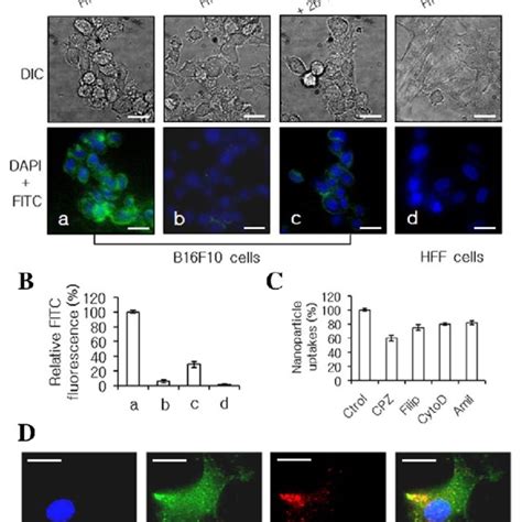 Dsrna Binding Proteins With Different Sirna Binding Modes A 3 D Download Scientific Diagram