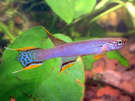 Aphyosemion Ahli Синоним A Calliurum Ahli Българска аквариумна енциклопедия