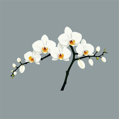 White Orchids Vector Illustration 30556370 Vector Art At Vecteezy