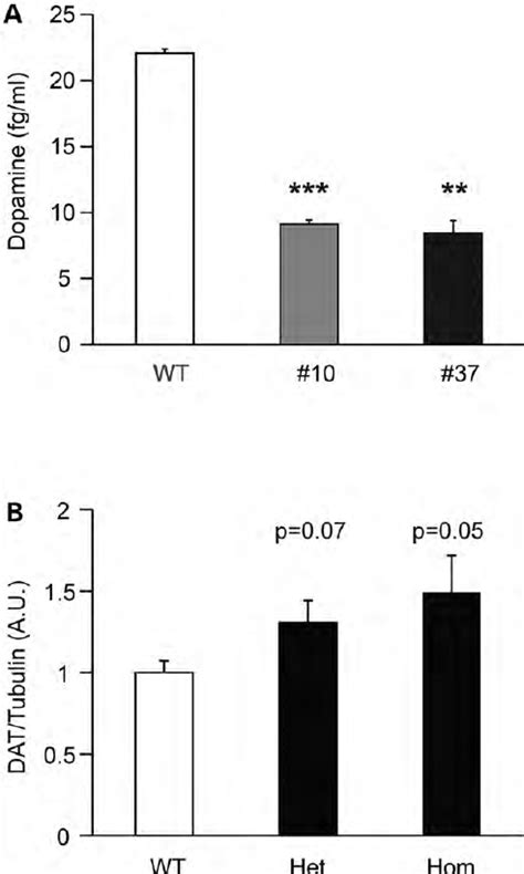 Altered Baseline Dopamine And Dat Levels In The Dn Disc1 Mouse Model Download Scientific