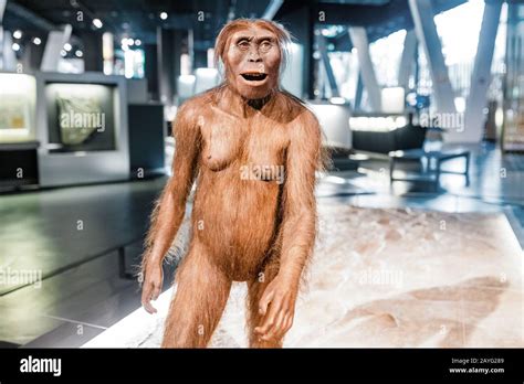 Australopithecus Afarensis Quotlucyquot Adult Female Sashaying To The