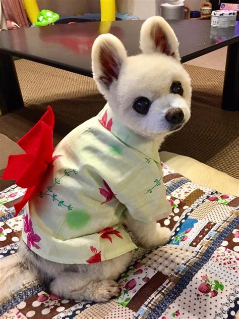 博美犬的6個小秘密原本竟然是雪橇犬據說還把牛頓的手稿燒毀又吃下肚 寵物圈圈寵物教養狗狗知識博美犬小型犬 寵物圈圈