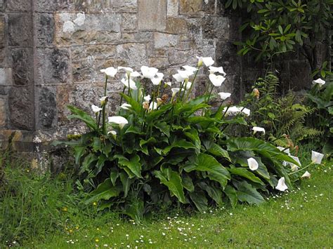 Calla Lilies At Oriel Plas Glyn Y Weddw © Penny Mayes Geograph