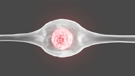 Bipolar Neuron 3d Model Cgtrader