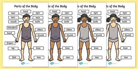 The Body With Labels Human Body Labelled A4 Twinkl