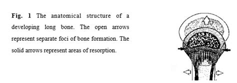 Chapter Vi Macroscopic And Microscopic Structure Of The Bone Tissue