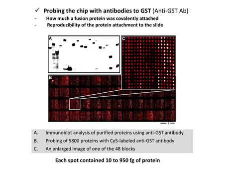 PPT Protein Microarray Protein Chip PowerPoint Presentation Free Download ID 3832823