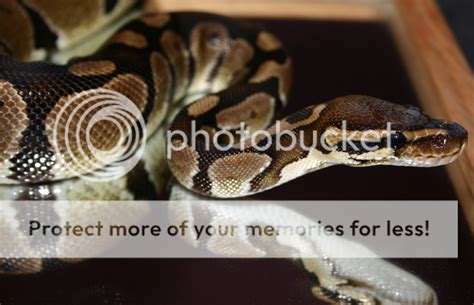 Ball Pics Reptile Forums