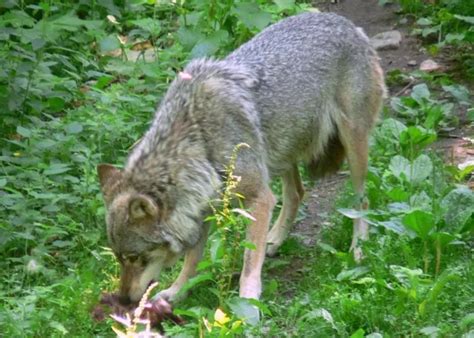 Wolf Afkomstig Uit Roedel Wilde Wolven Duitsland