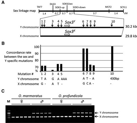 Positional Cloning And Association Analysis Of The Sd Locus On The Sex Download Scientific