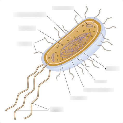 Prokaryotic Cell Diagram Diagram Quizlet