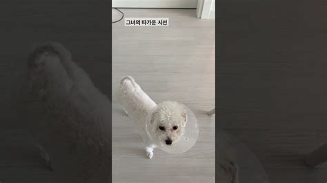 강아지가 자꾸쳐다보는 이유 모르겠는데 귀여워 Youtube