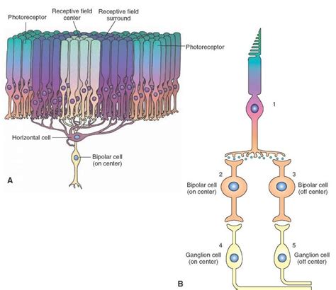Visual System Sensory System Part 2 Sensory System Visual System Neuroscience