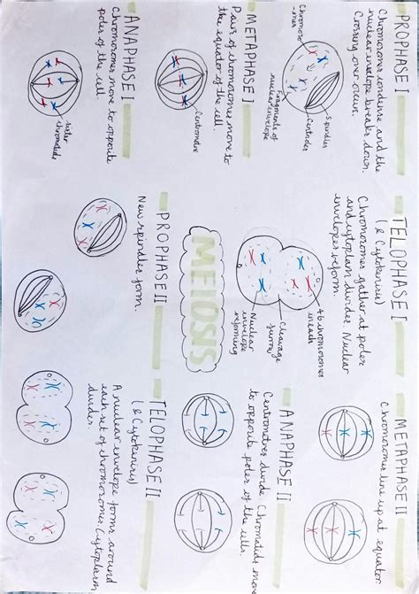 SOLUTION Gcse Ocr Gateway Biology Studypool