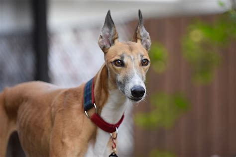 10000 Free Greyhound Puppies And Greyhound Images Pixabay