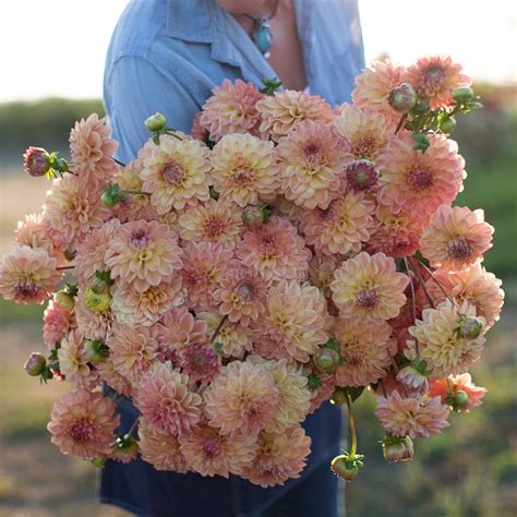 Dahlia Larks Ebbe Floret Shop