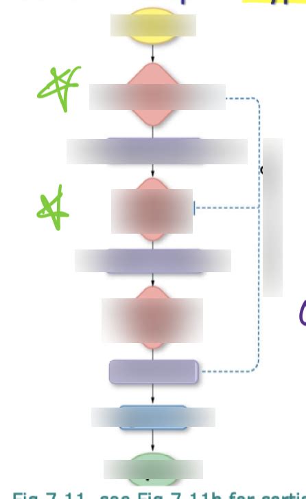 Diagram Of Biol 373 Endocrine Feedback Loops In Hypothalamic Pituitary X Axis Quizlet