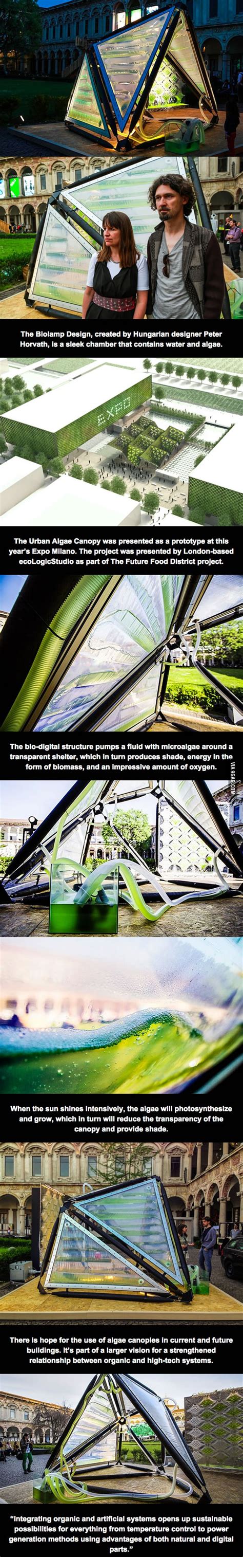 Urban Algae Canopy Oxygen Equivalent To Four Hectares Of Woodland