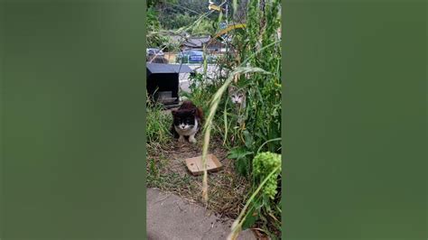 마트 장보고 차에 장본거 실으려다 마주친 귀여운 냥이들 Youtube