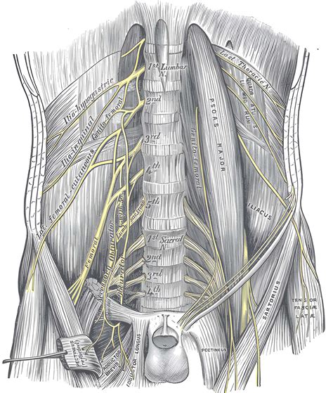 Nervus Cutaneus Femoris Lateralis Ars Neurochirurgica