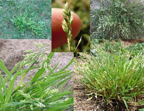 Poa Annua