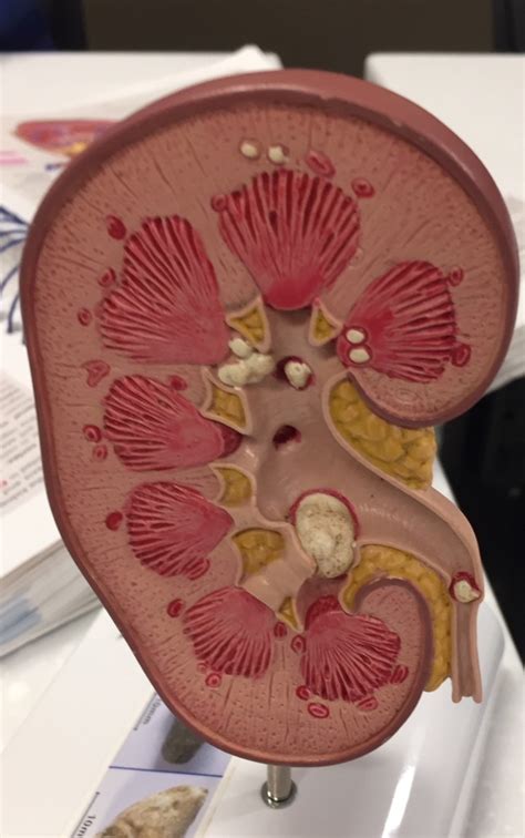 Renal Lab Diagram Quizlet