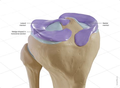 Structure And Function Module 2 Kneemo