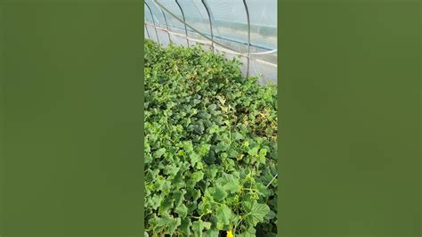 잎 줄기가 많으면 하우스 공간 활용에 문제가 옵니다 하우스 안 밖 물길을 잡으세요 Youtube