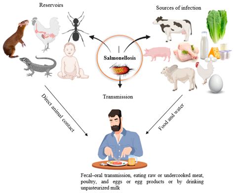 Human Salmonellosis A Continuous Global Threat In The Farm To Fork