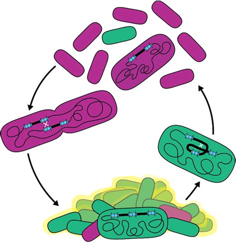 Model For The Bet Hedging Strategy In B Thailandensis Strains Download Scientific Diagram